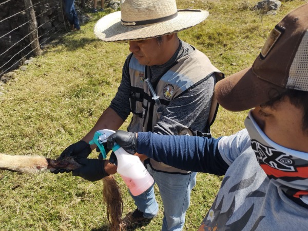 Veterinarios en la lucha contra el gusano barrenador